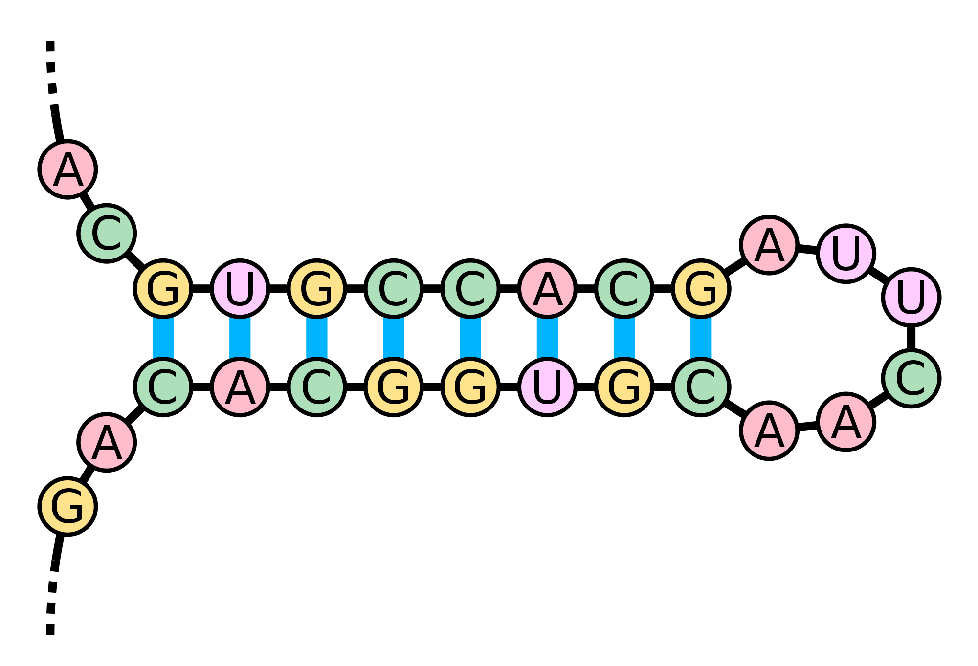 ROSALIND Perfect Matchings And RNA Secondary Structures ROSALIND Perfect Matchings And RNA Secondary Structures